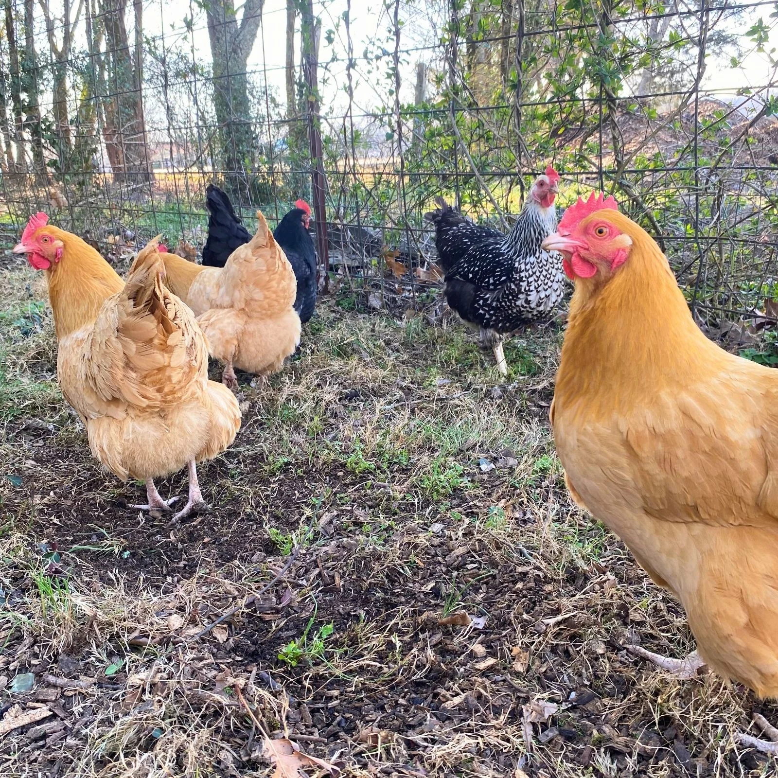 How to Raise Backyard Chickens